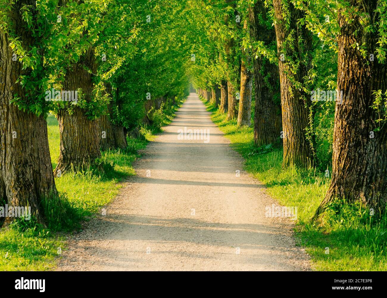 Tree avenue in the morning sun Stock Photo - Alamy