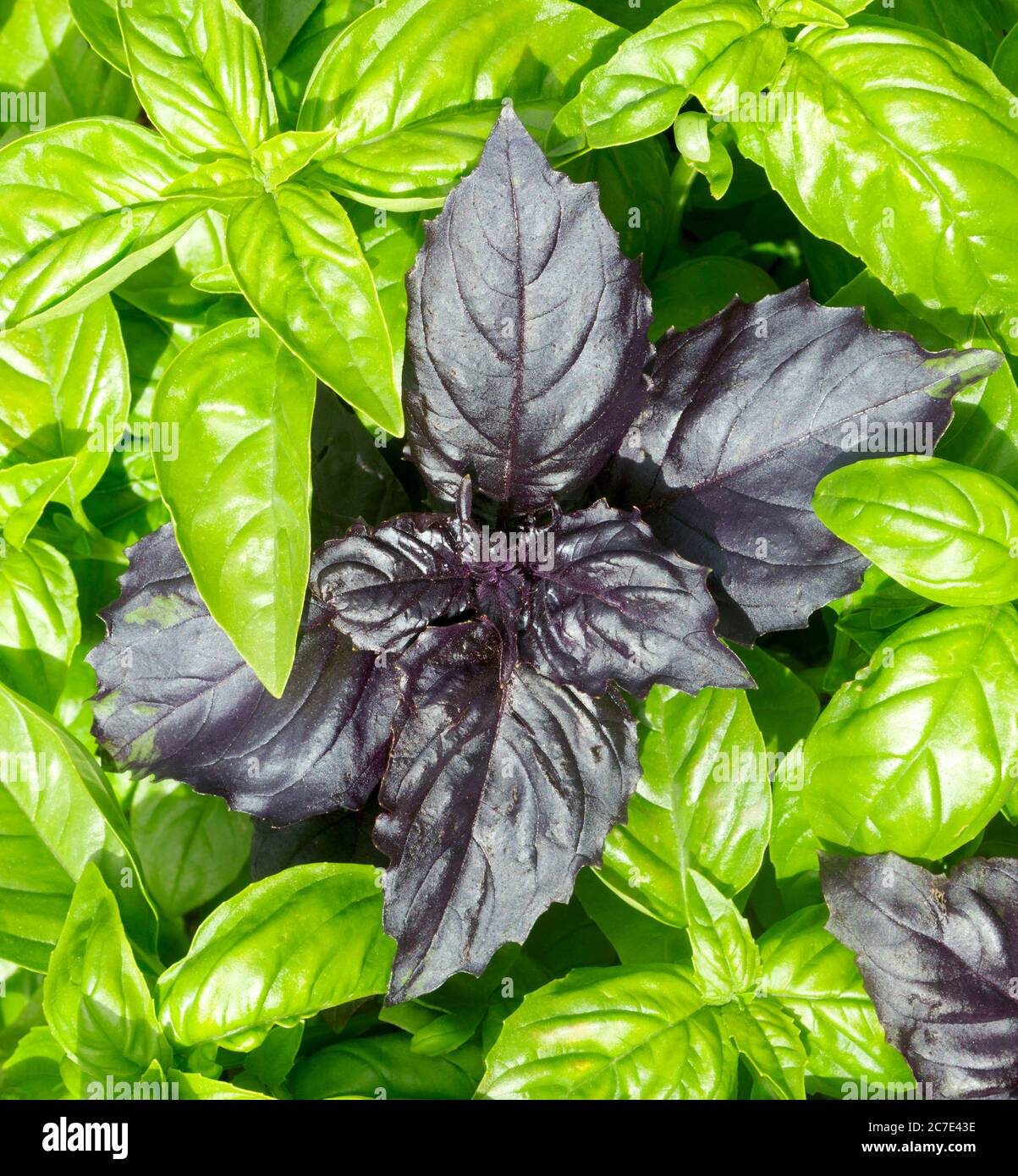 Basil. Fresh green basil herb. Basil plants growing in the field ...