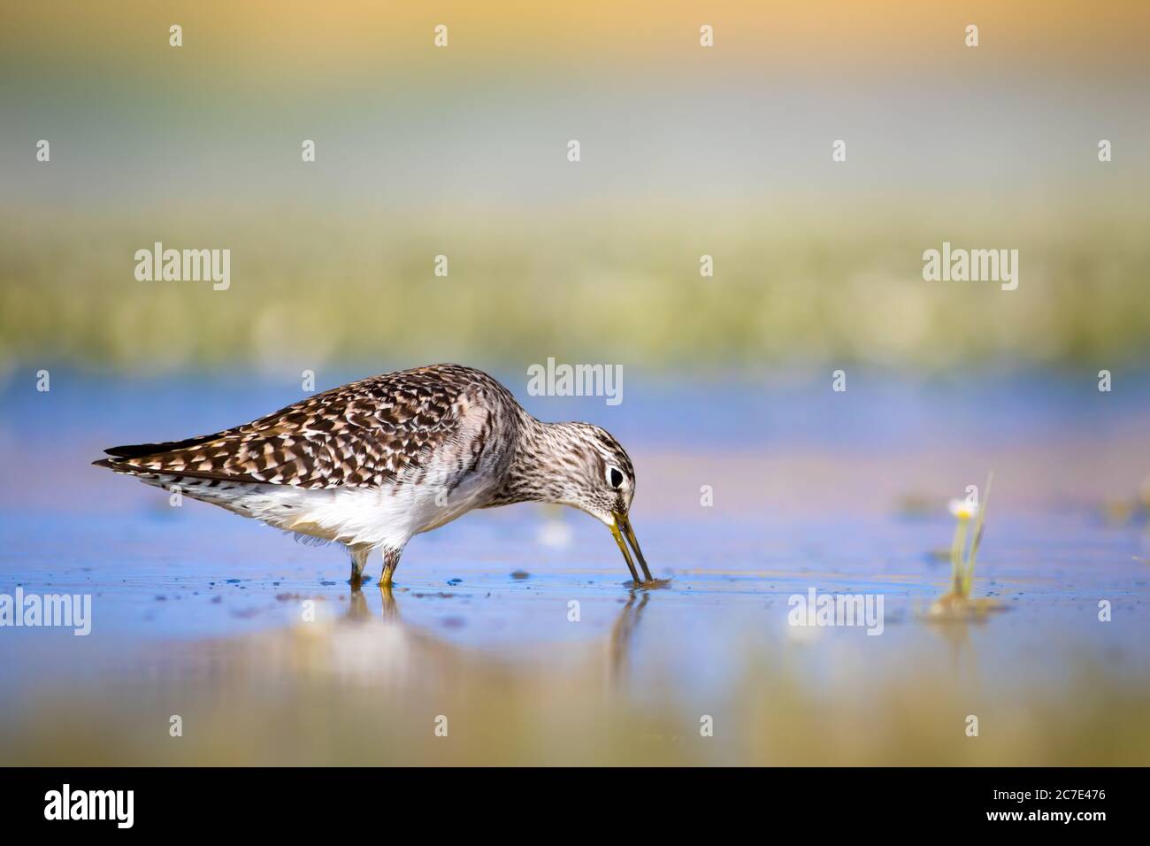 Water and bird. Sandpiper. Colorful nature background. Bird: Wood ...