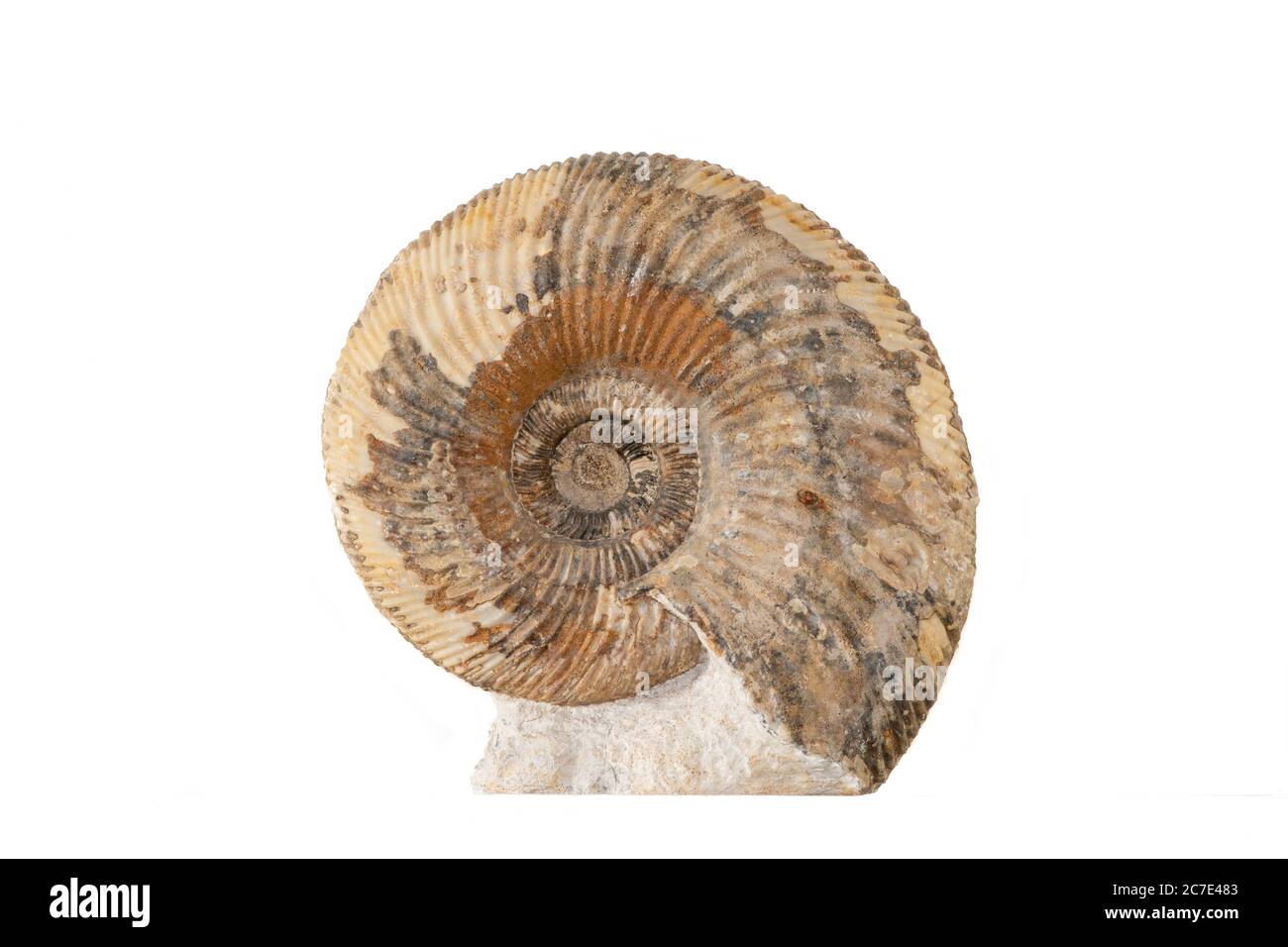 Ammonites ammonite Cut Out Stock Images & Pictures - Alamy