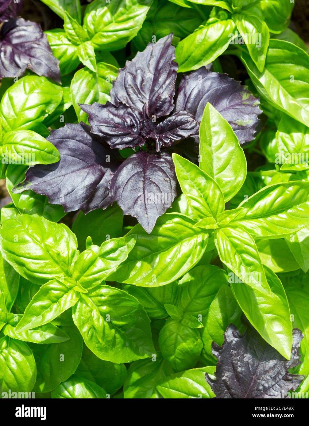 Basil plant hi-res stock photography and images - Alamy