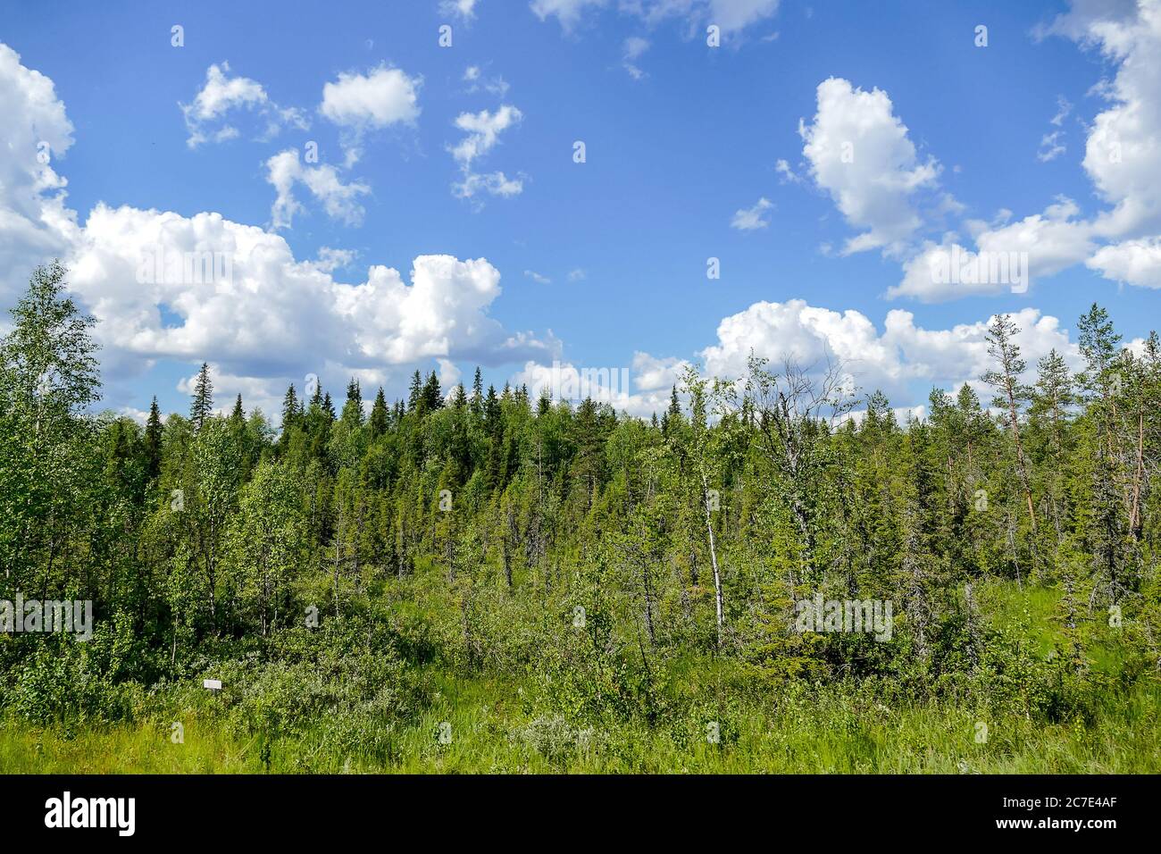 forest and blue sky, beautiful photo digital picture Stock Photo - Alamy