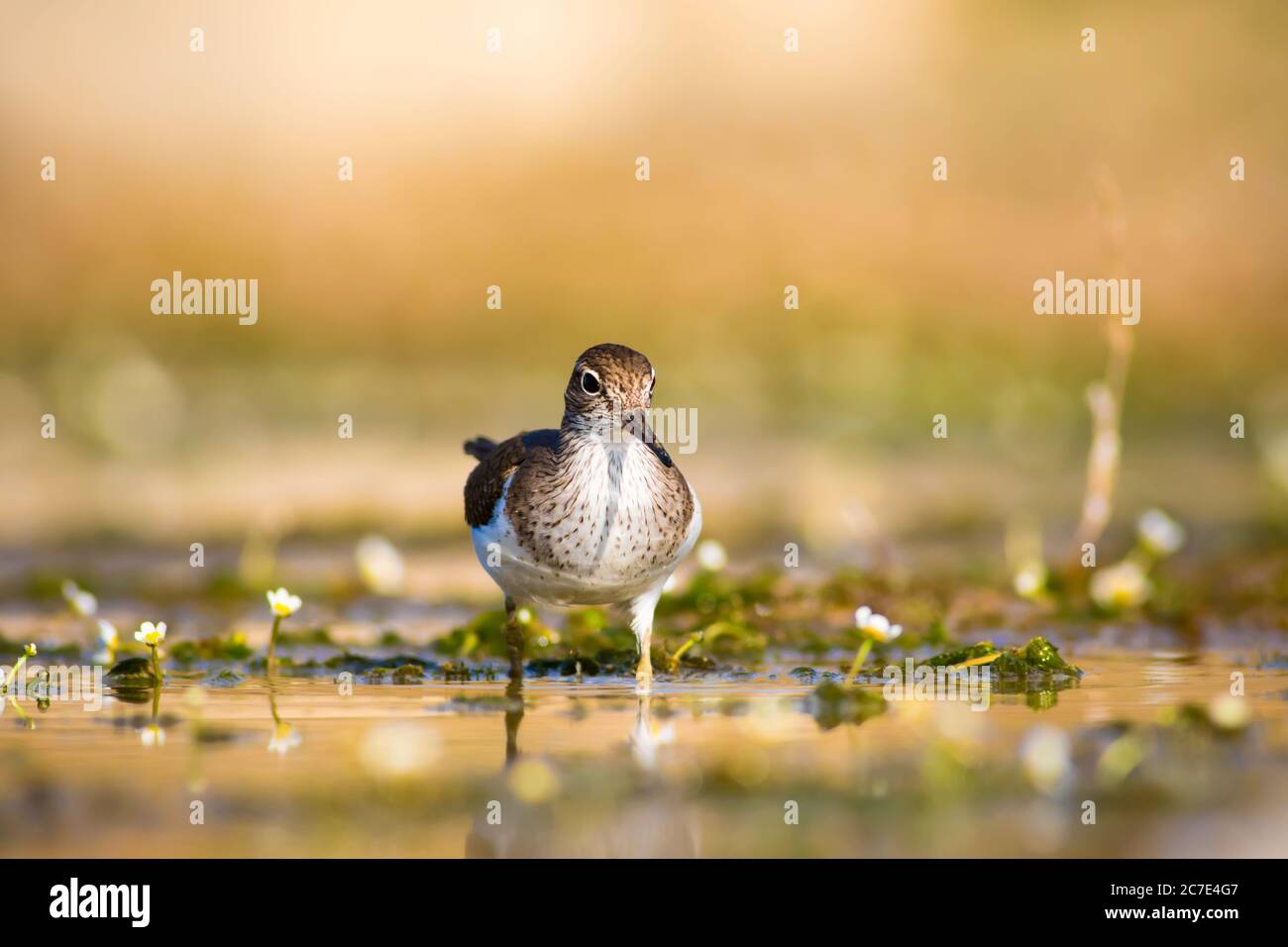 Water and bird. Sandpiper. Colorful nature background. Bird: Wood ...