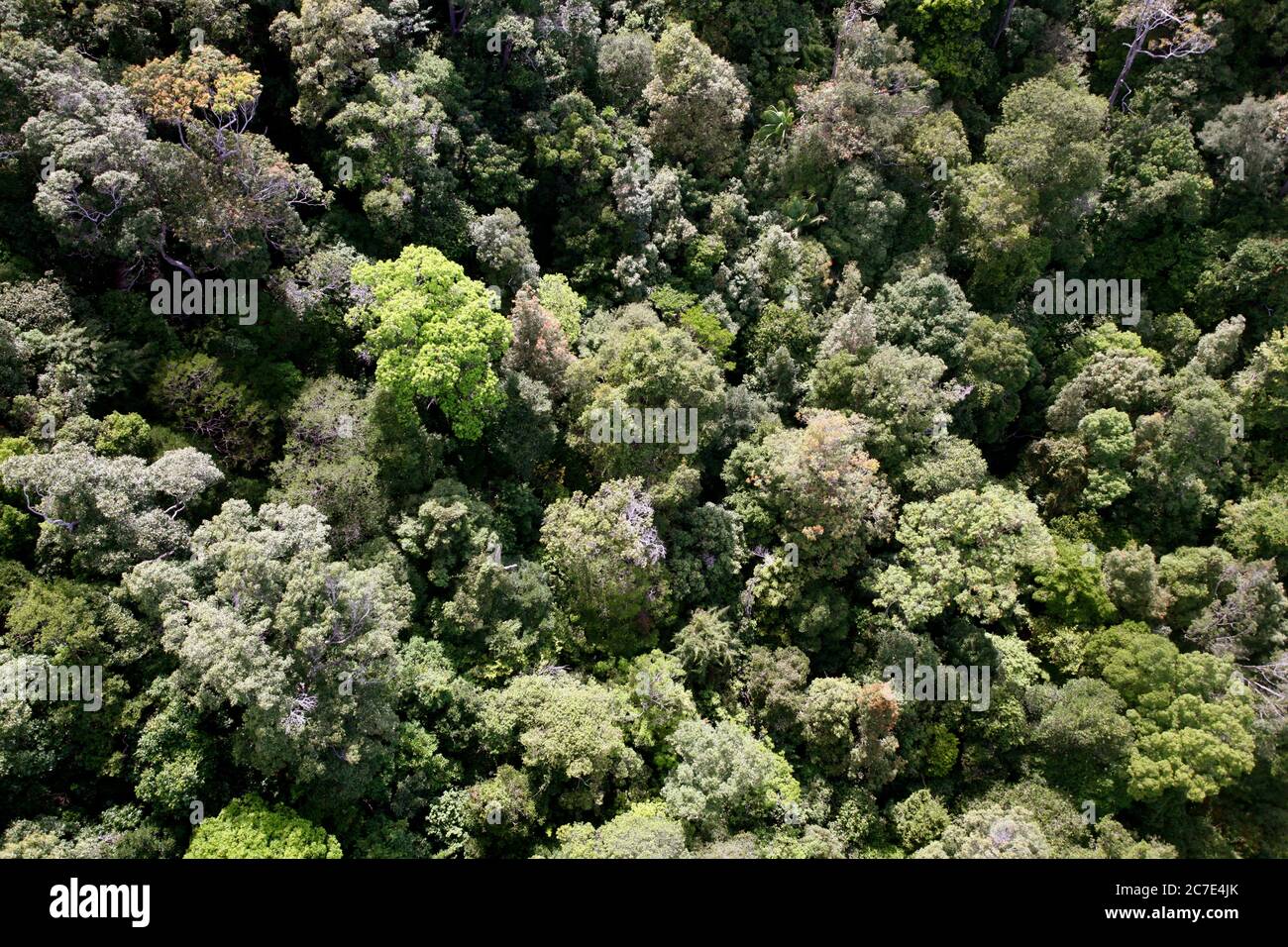 Overhead shot of a tree canopy with different green trees in a forest ...