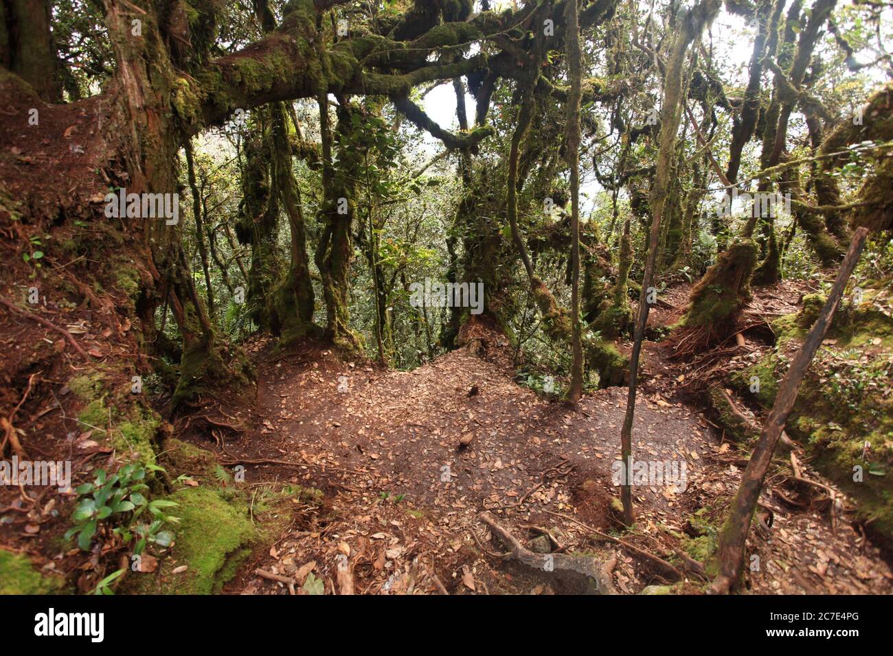 High angle shot of a forest with the trees covered in green moss in Cameron Highlands, Malaysia ...