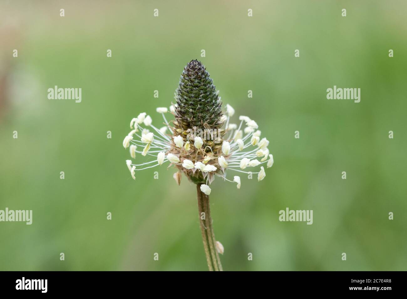Macro shot of a narrowleaf plantain (plantago lanceolata) plant Stock ...