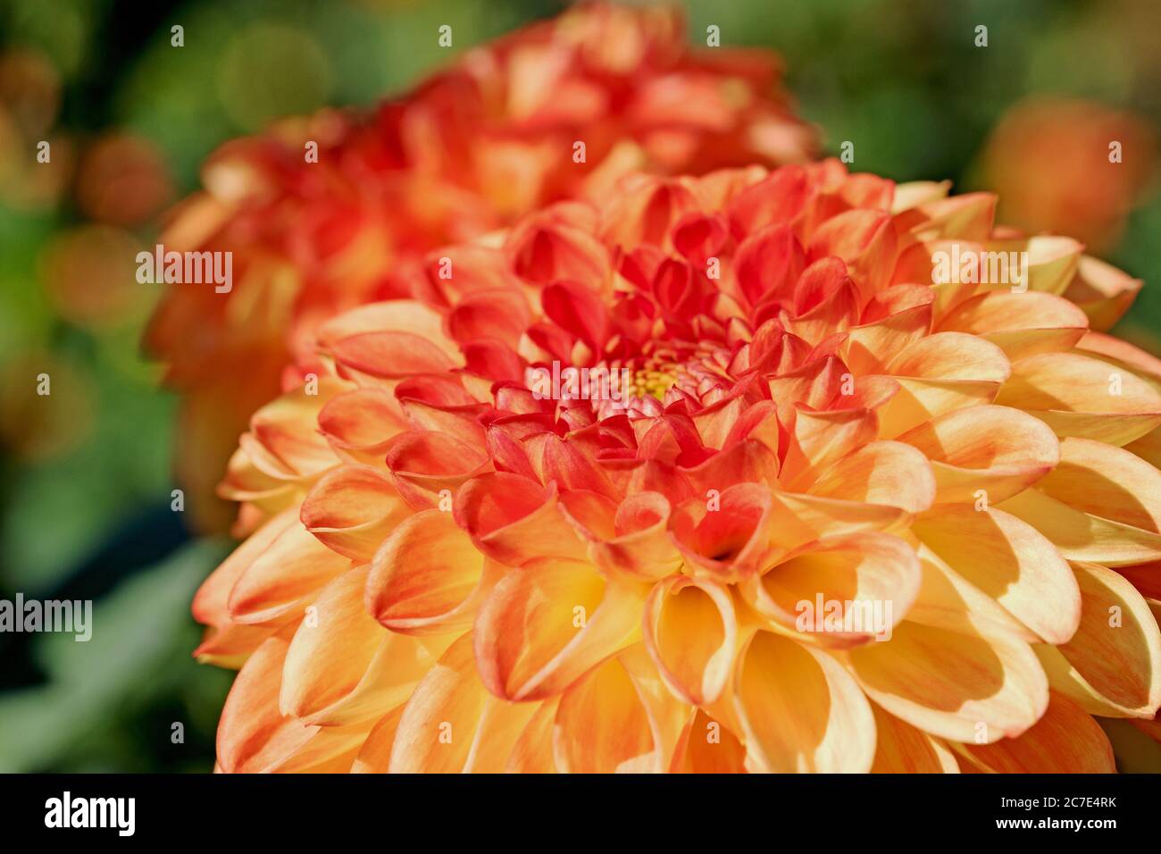 Orange flowering dahlias hi-res stock photography and images - Alamy