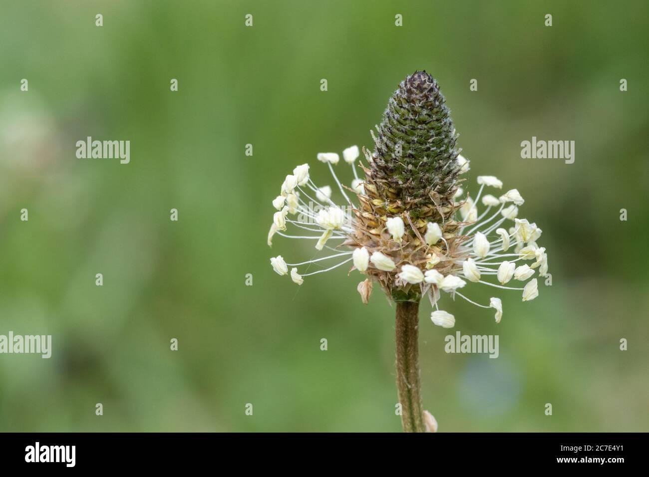 Macro shot of a narrowleaf plantain (plantago lanceolata) plant Stock ...