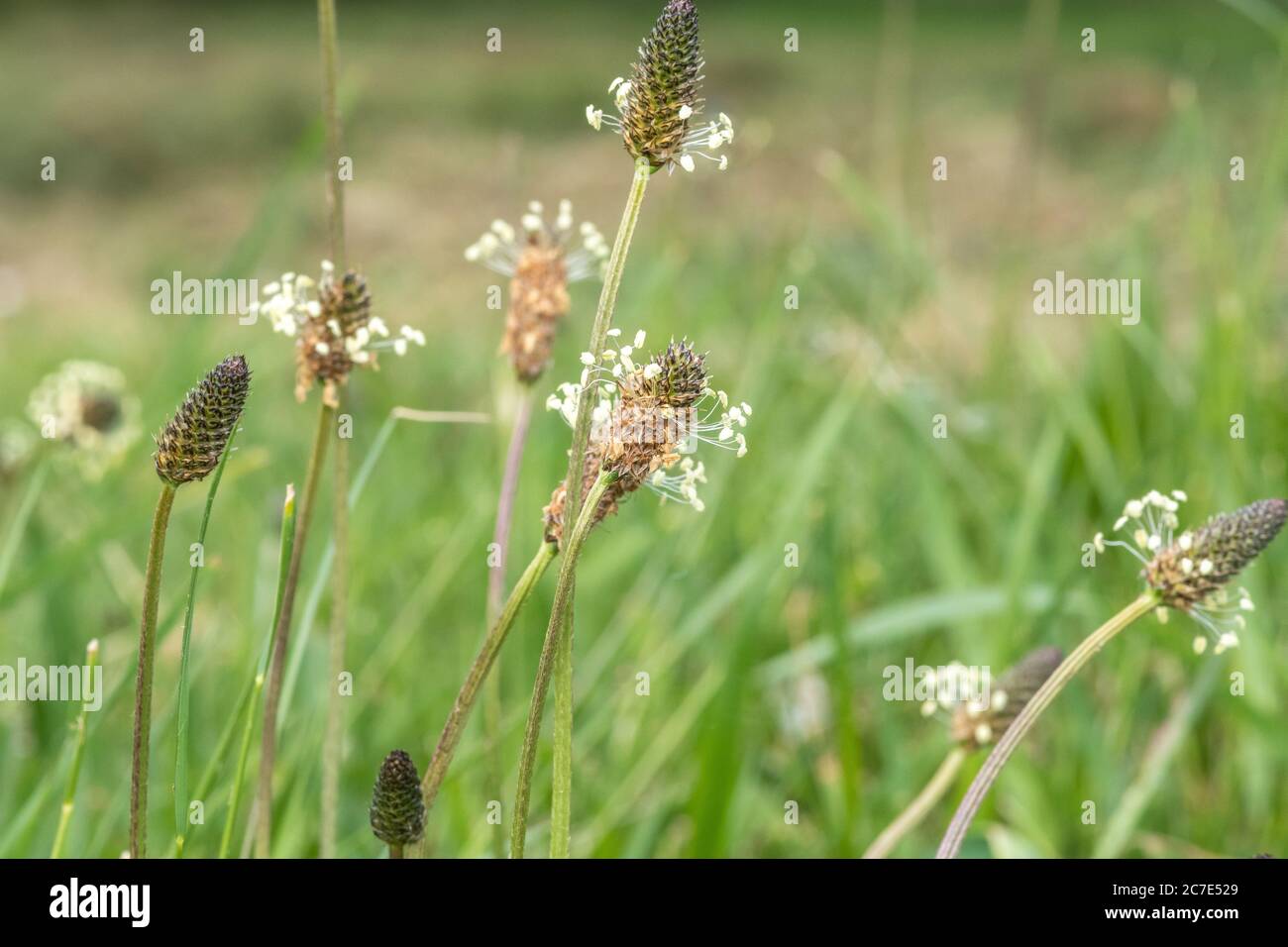 Ribwort plantain seeds hi-res stock photography and images - Alamy