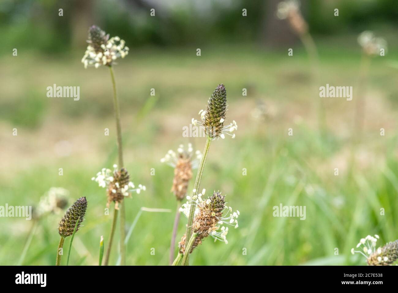 Close up of ribwort plantain (plantago lanceolata) plants Stock Photo ...