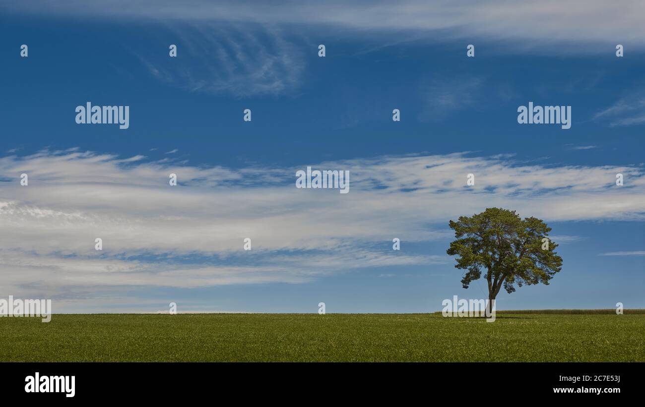 Landscape shot of a calm green field with a lonely tree under the blue ...