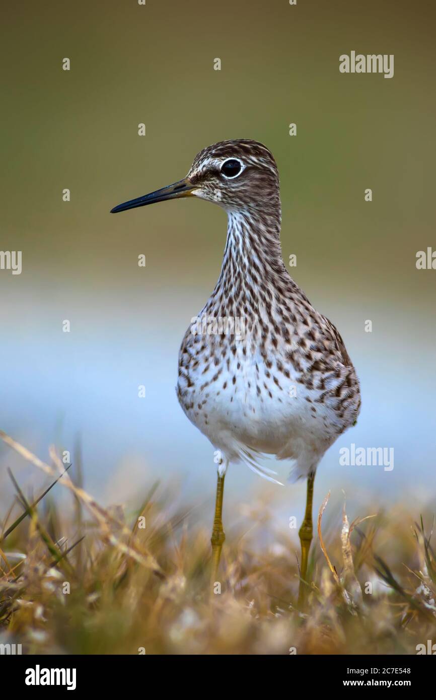 Water and bird. Sandpiper. Colorful nature background. Bird: Wood ...