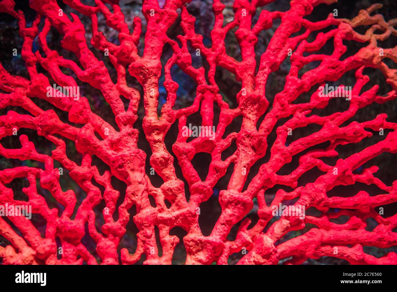 Detail of Red Coral Stock Photo - Alamy