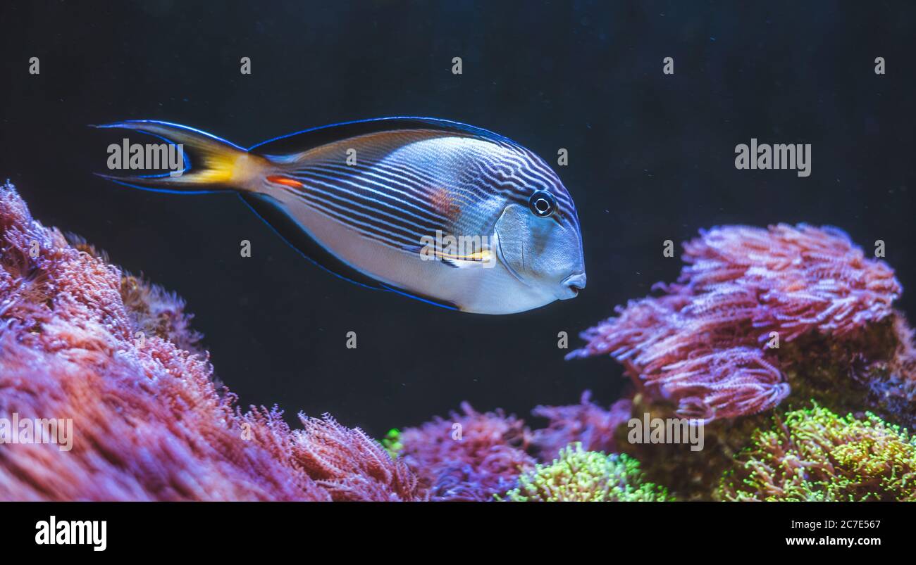 Underwater Scene. Tropical Fish Swimming Stock Photo - Alamy
