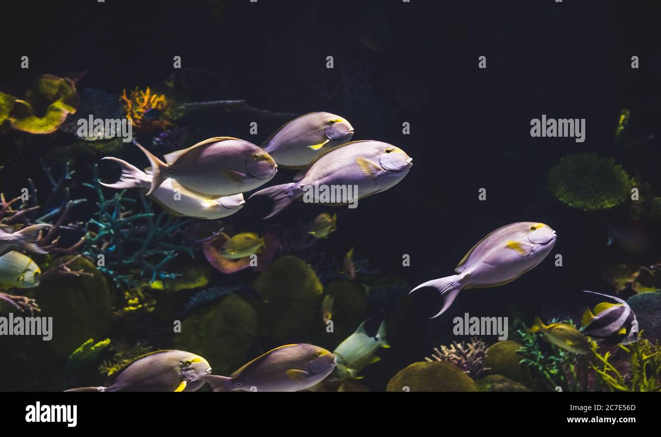 Underwater Scene. Tropical Fish Swimming Stock Photo - Alamy