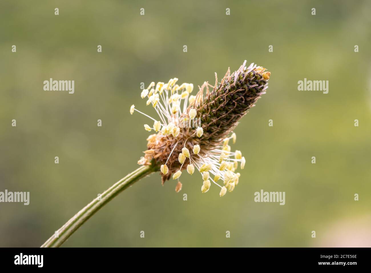 Macro shot of a narrowleaf plantain (plantago lanceolata) plant Stock ...