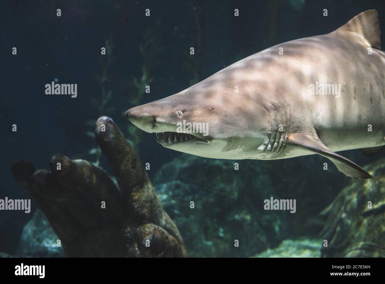 Giant saltwater aquarium hi-res stock photography and images - Alamy