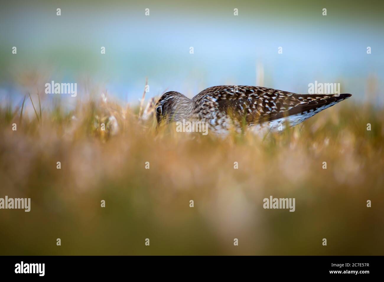 Water and bird. Sandpiper. Colorful nature background. Bird: Wood ...