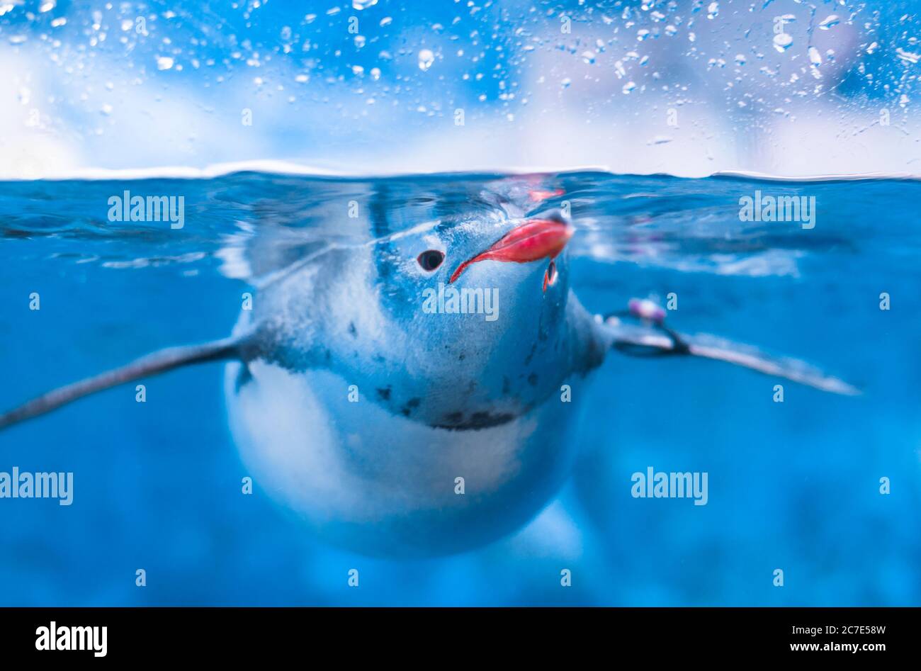 Penguin Floating behind the Glass of Aquarium Stock Photo - Alamy