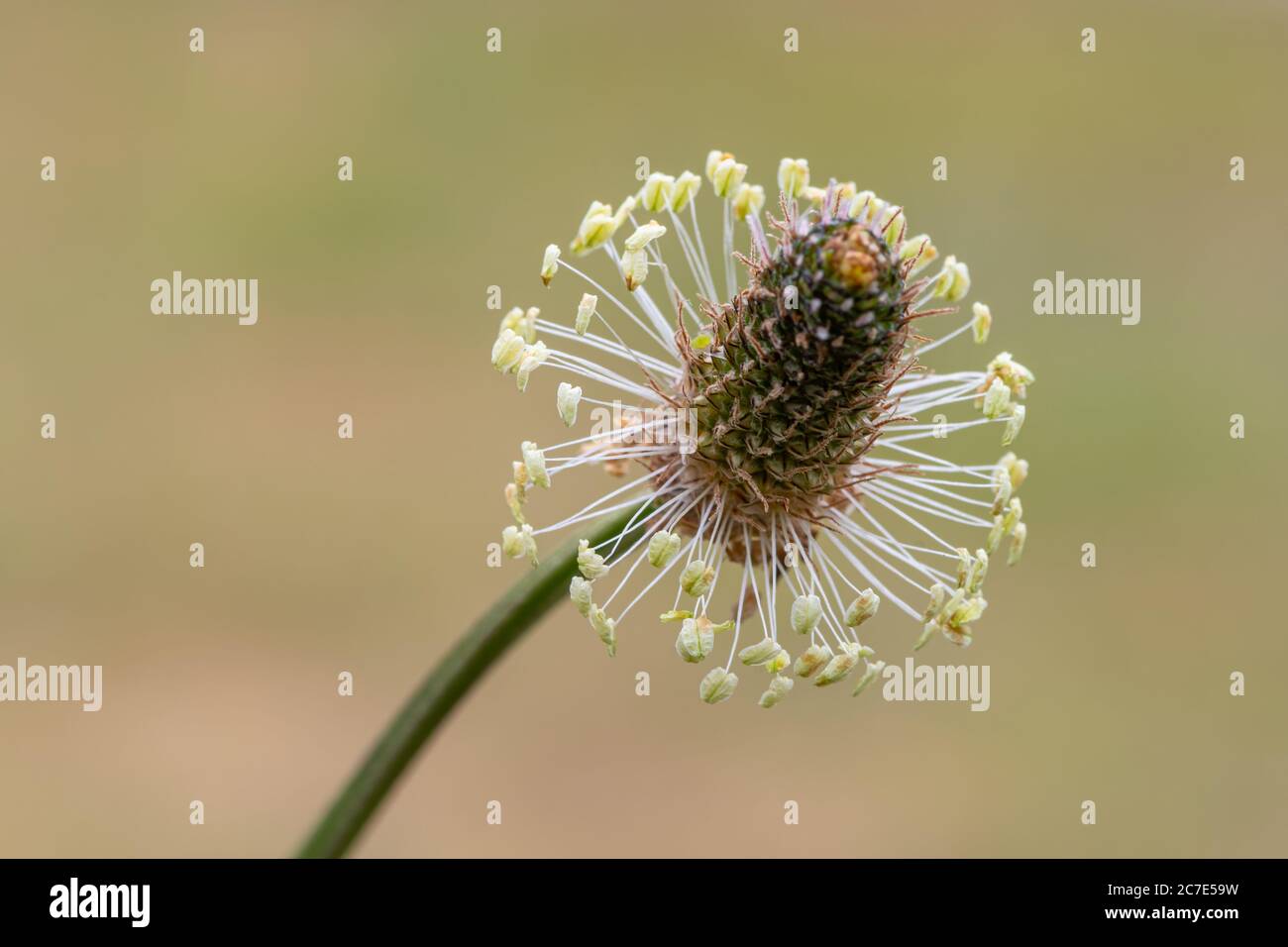 Macro shot of a narrowleaf plantain (plantago lanceolata) plant Stock ...