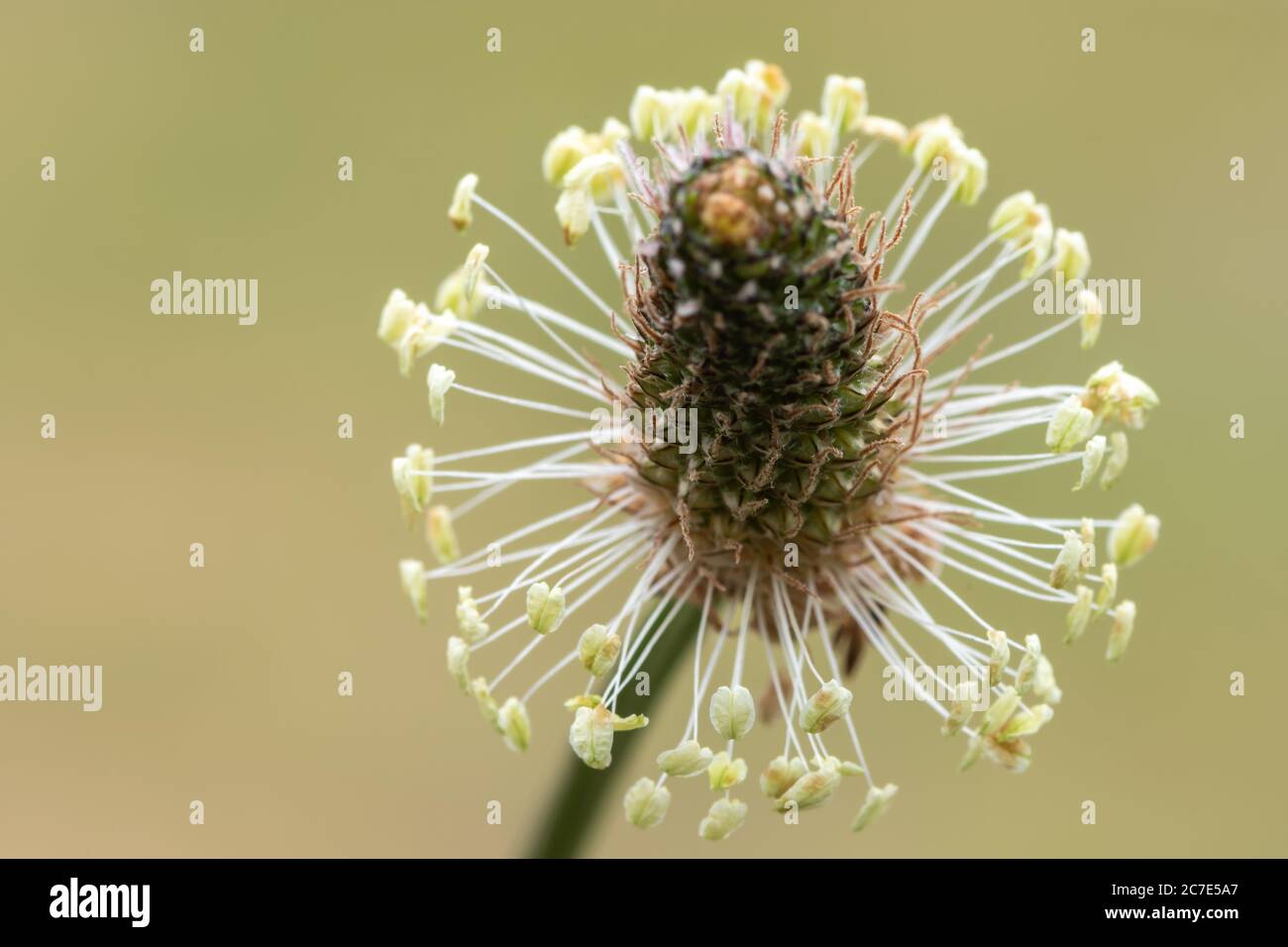 Macro shot of a narrowleaf plantain (plantago lanceolata) plant Stock ...