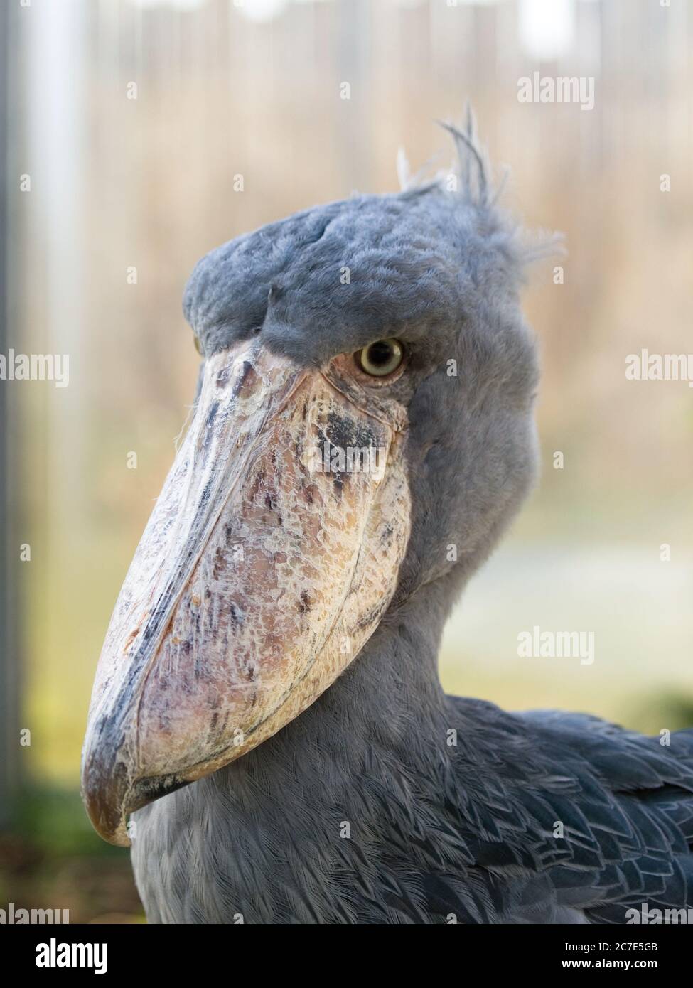 Rare african whale-headed stork - Balaeniceps rex Stock Photo - Alamy