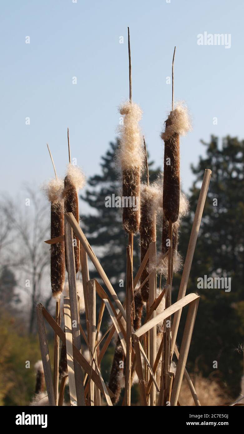Autumn bunch of flowres of bulrush - Typha latifolia Stock Photo - Alamy