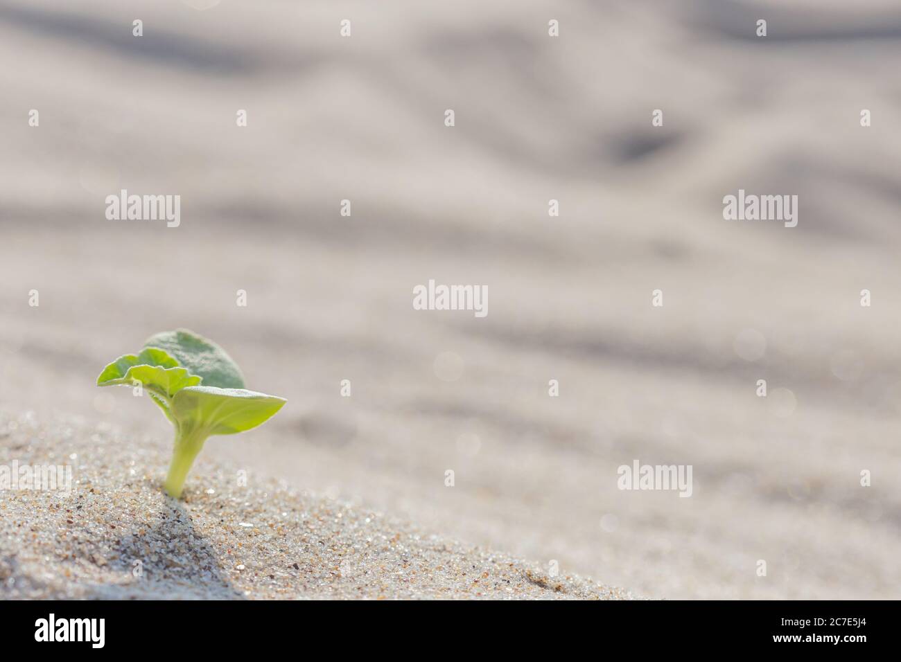 Growth movement hi-res stock photography and images - Alamy