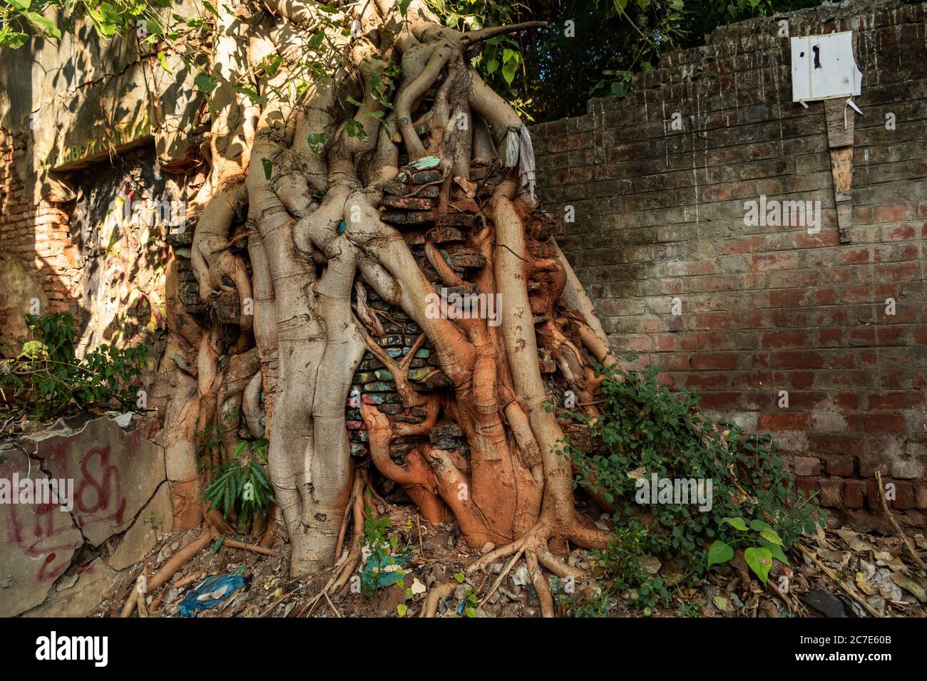 The roots of a banyan tree overgrown over the brick masonry of a ...