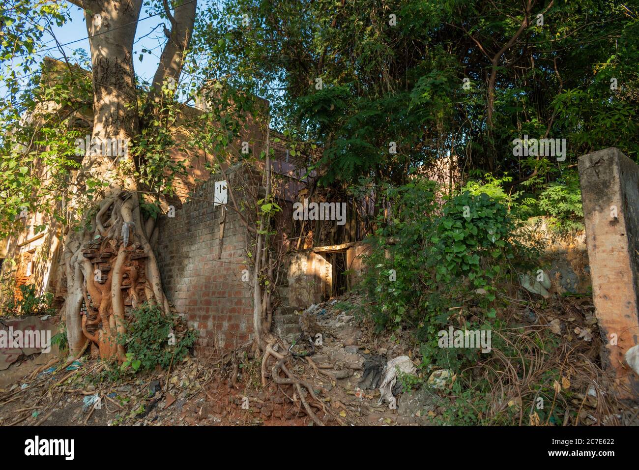 Old ruined derelict walls of a building overgrown with tropical trees ...