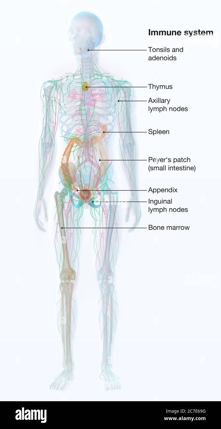 Immune System Diagram Labeled