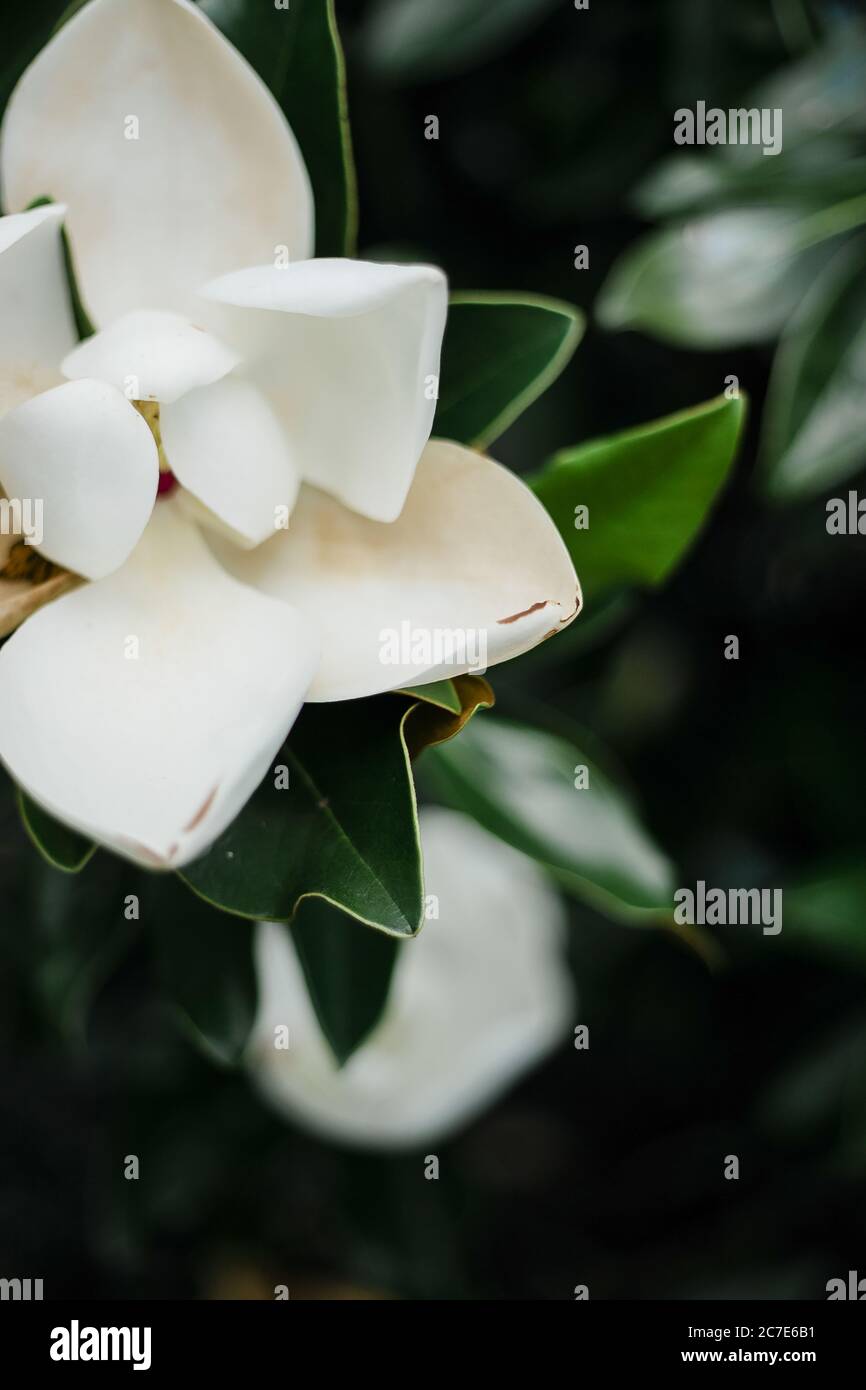 Vertical closeup of a beautiful flower with white triangular petals ...