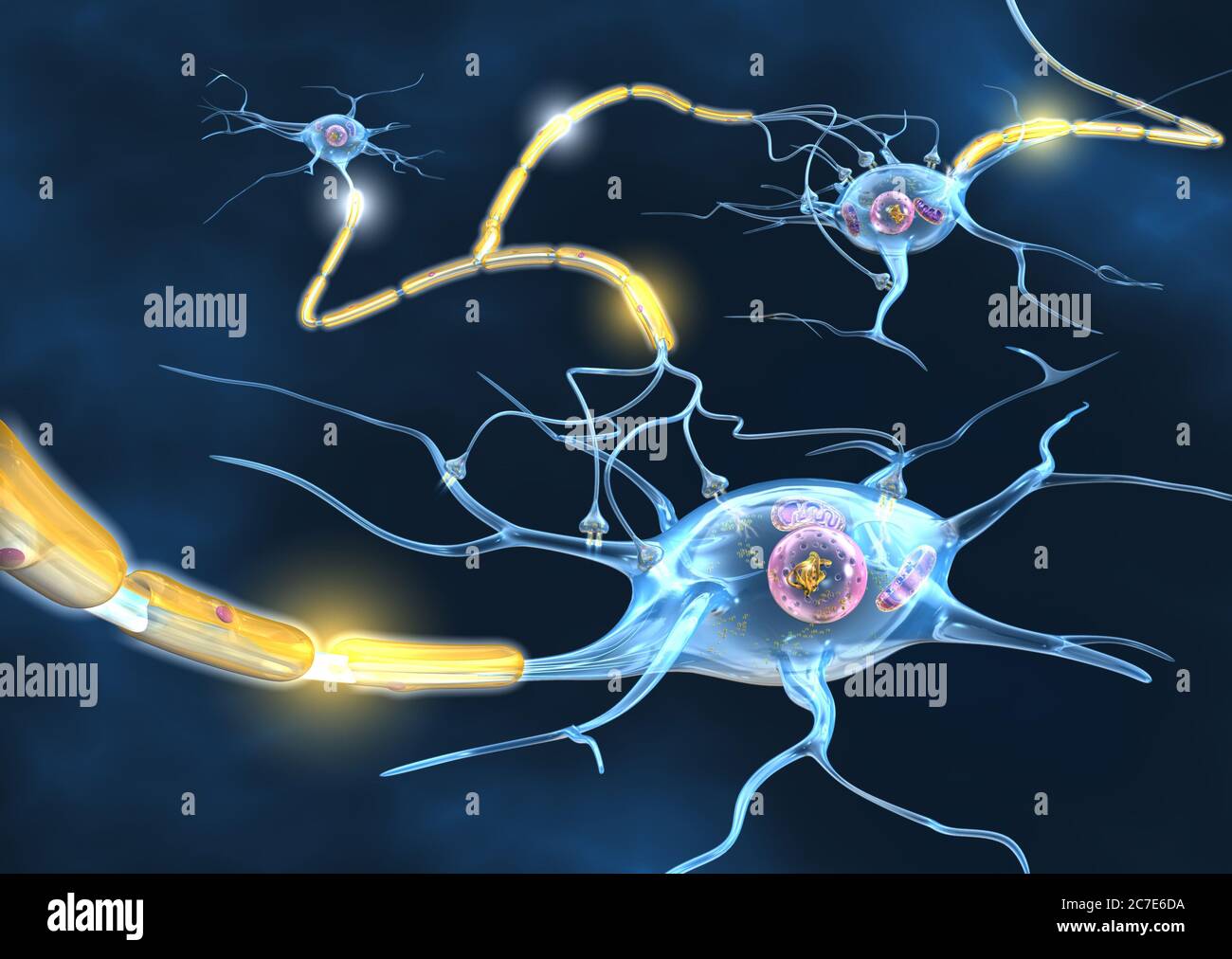Active nerve cells propagating a signal down on an axon to the next ...