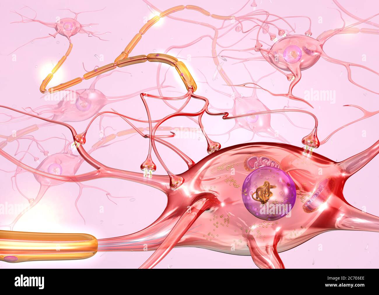 Active nerve cells propagating a signal down on an axonto the next cell ...