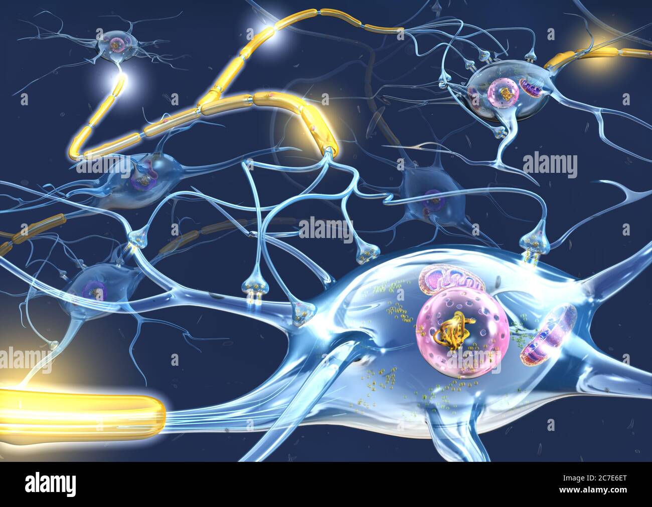 Nerve cells hi-res stock photography and images - Alamy