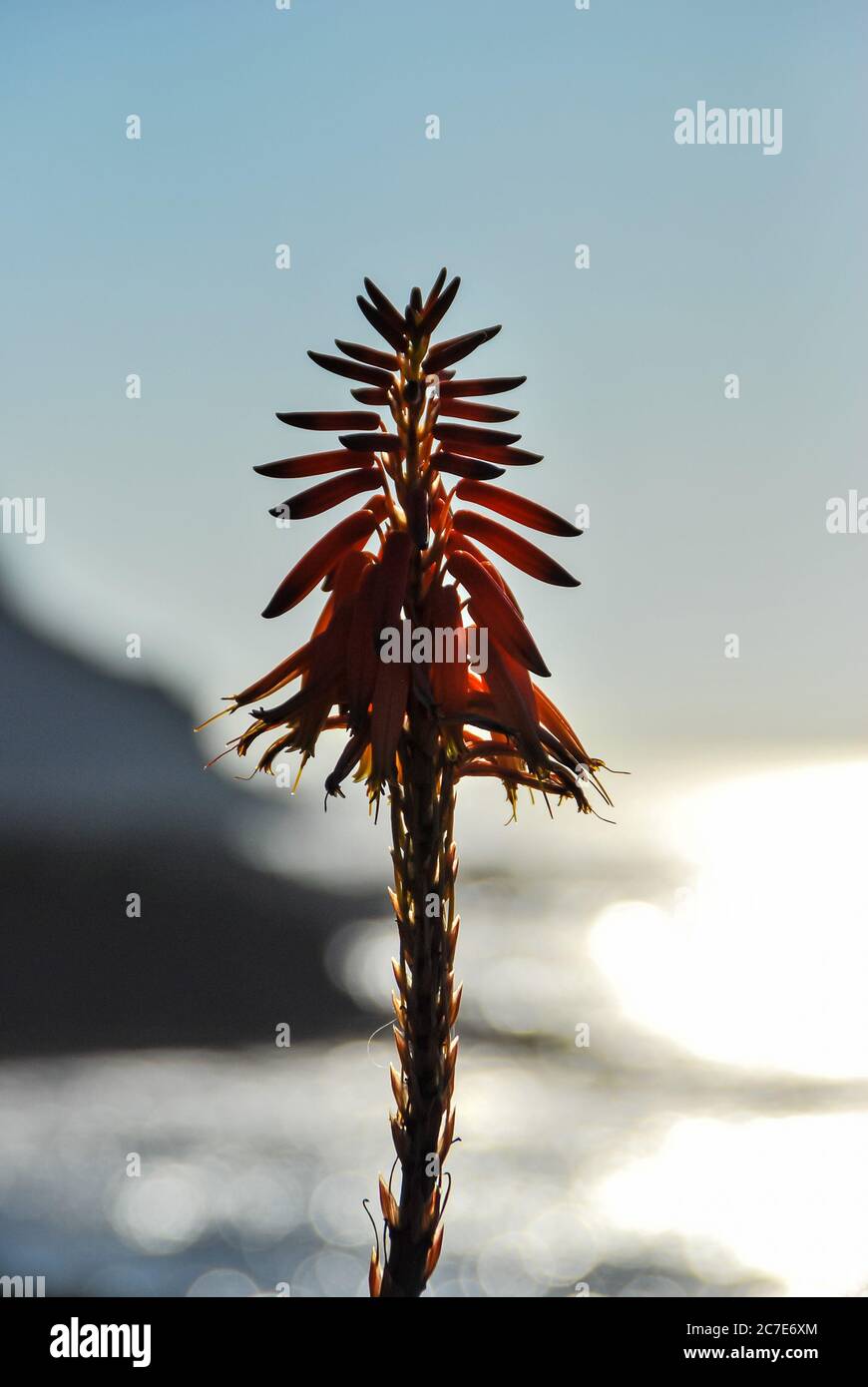 tree on the beach, beautiful photo digital picture Stock Photo - Alamy