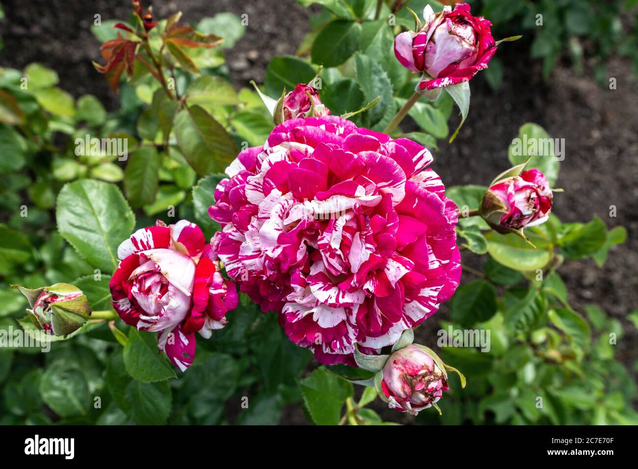 Rose breeding hi-res stock photography and images - Alamy