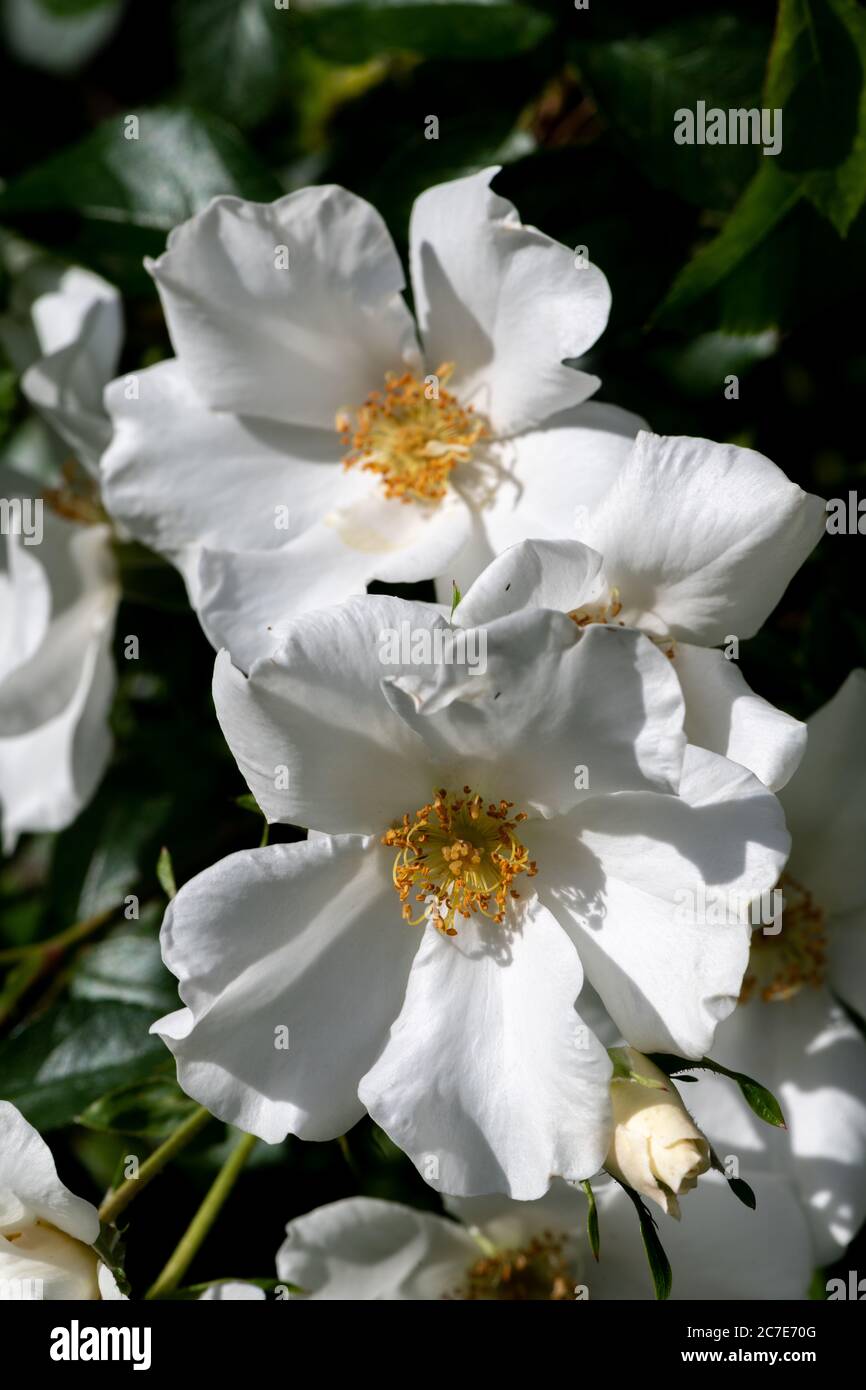 Starry night flower hi-res stock photography and images - Alamy