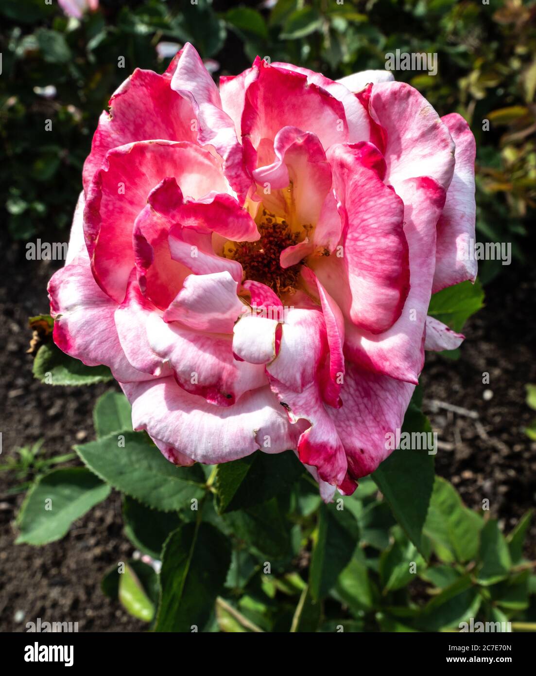 Garden Rose, Breeding Variety 'Secret' Stock Photo - Alamy