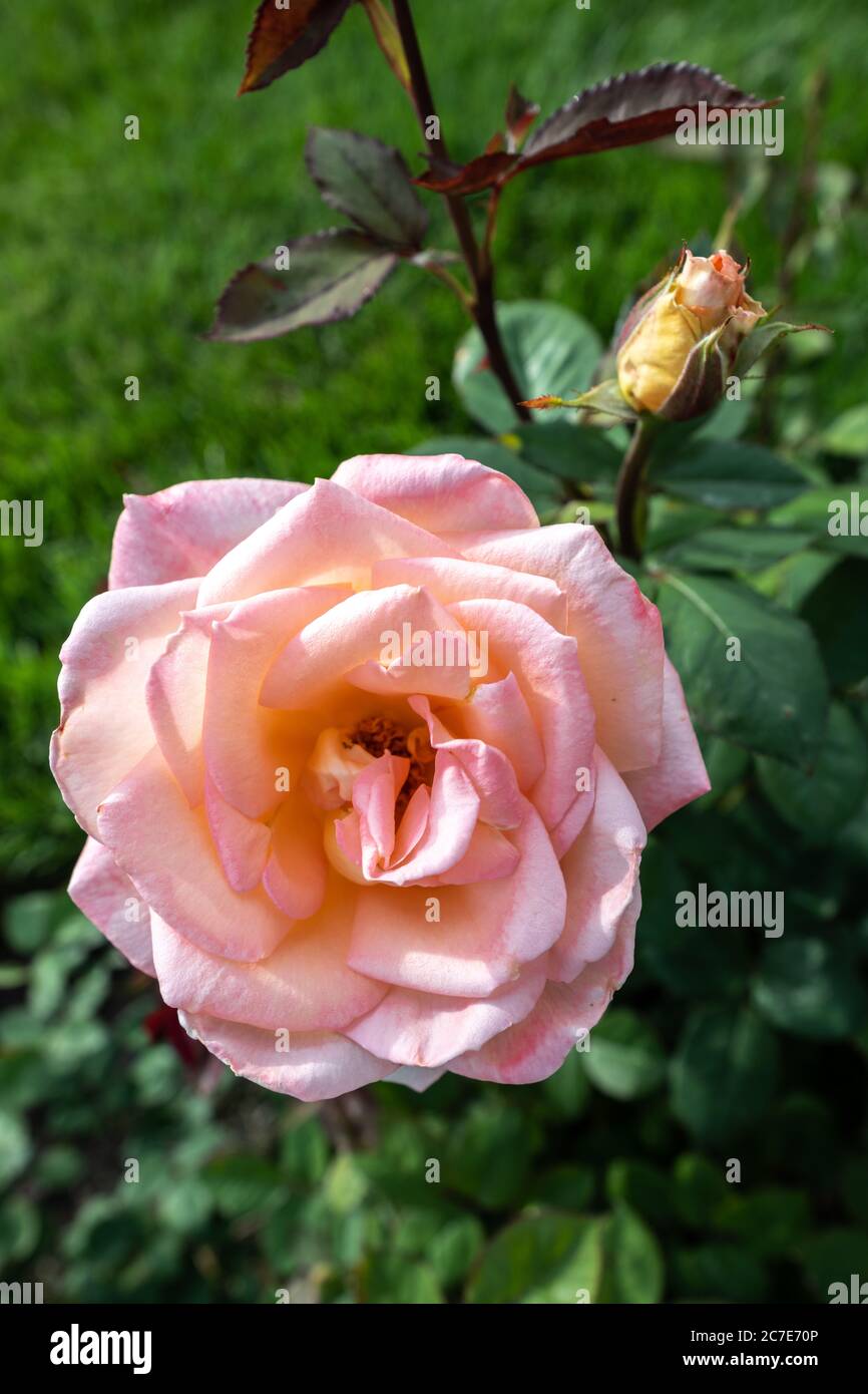 Breeding variety hi-res stock photography and images - Alamy