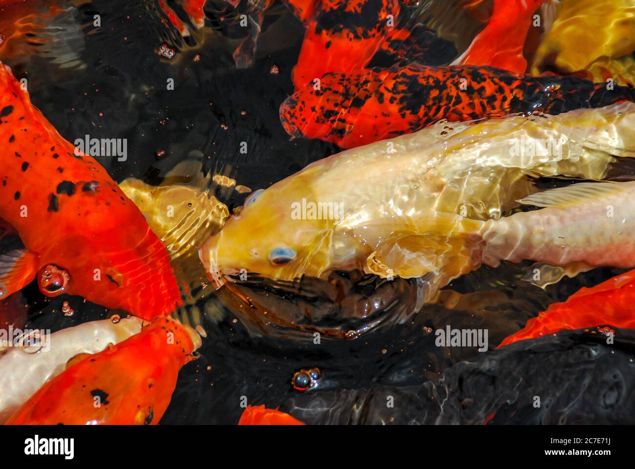 koi fish in pond, beautiful photo digital picture Stock Photo - Alamy