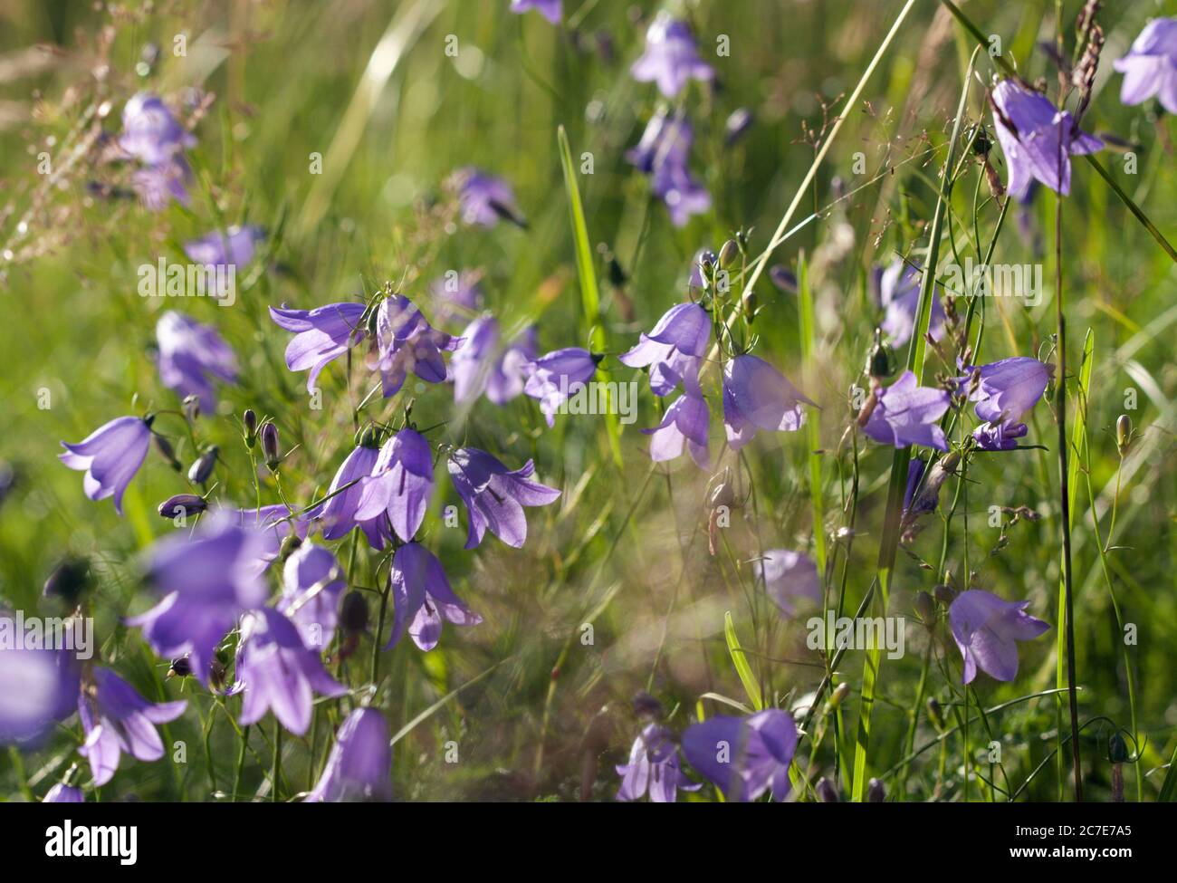 Close up of a purple Bluebells in a wood. Grass in the environment ...