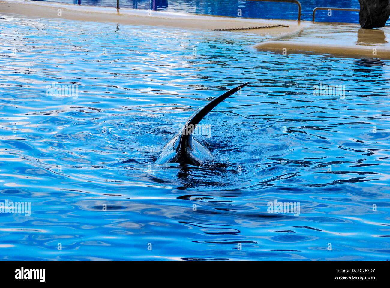 dolphins swimming in pool, beautiful photo digital picture Stock Photo ...