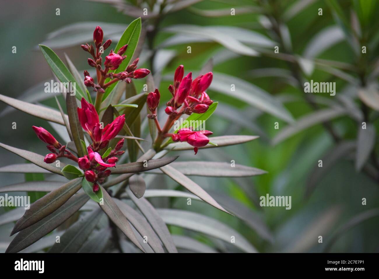Purple Oleander Flower