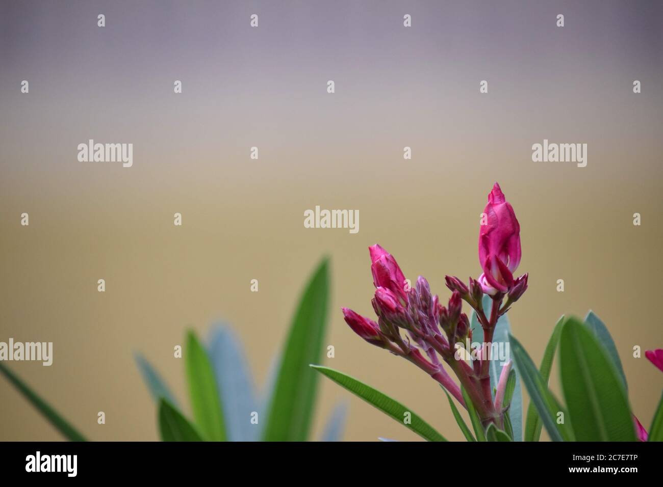 Purple Oleander Flower