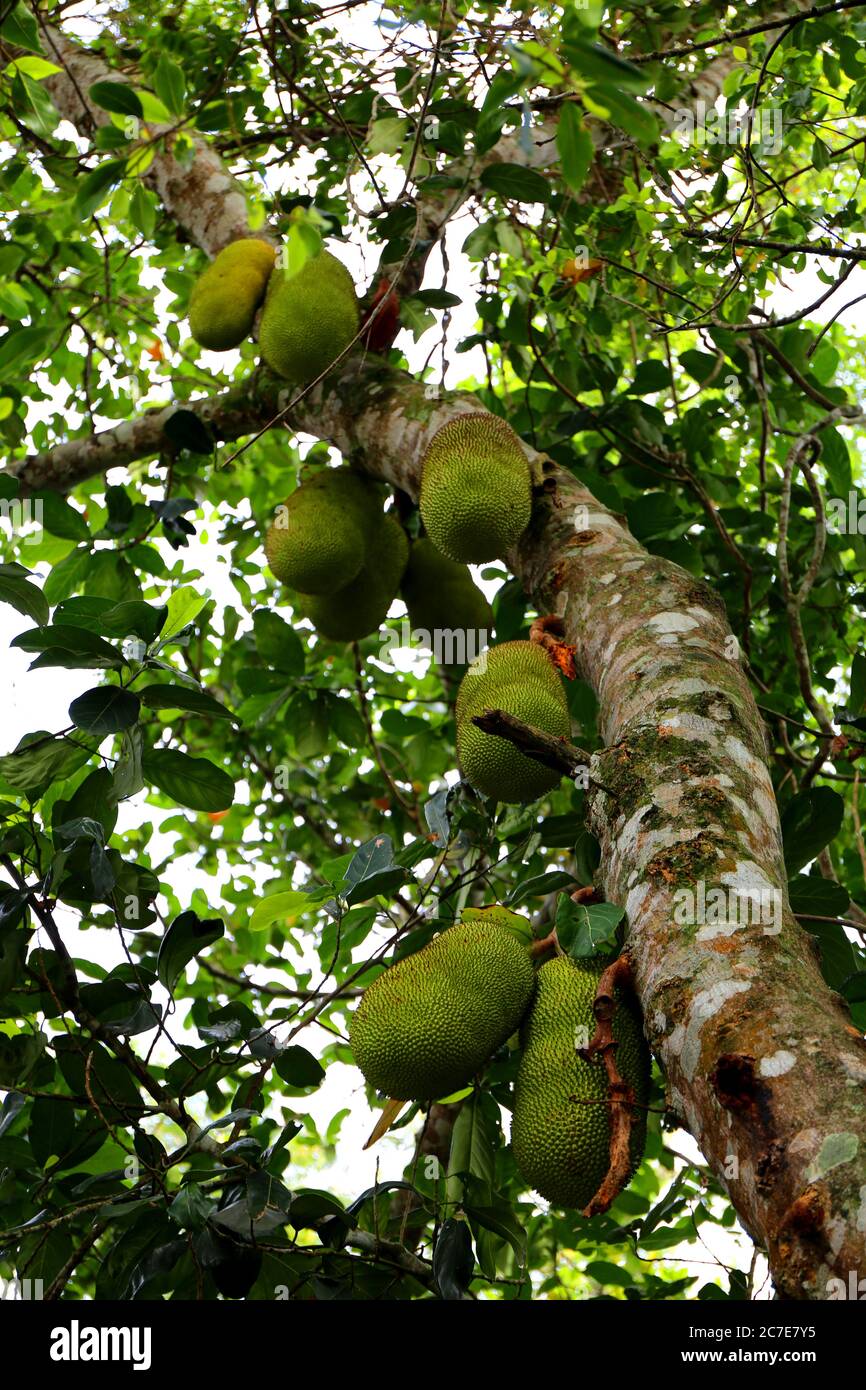 Tropical tree in Rio de Janeiro Stock Photo - Alamy