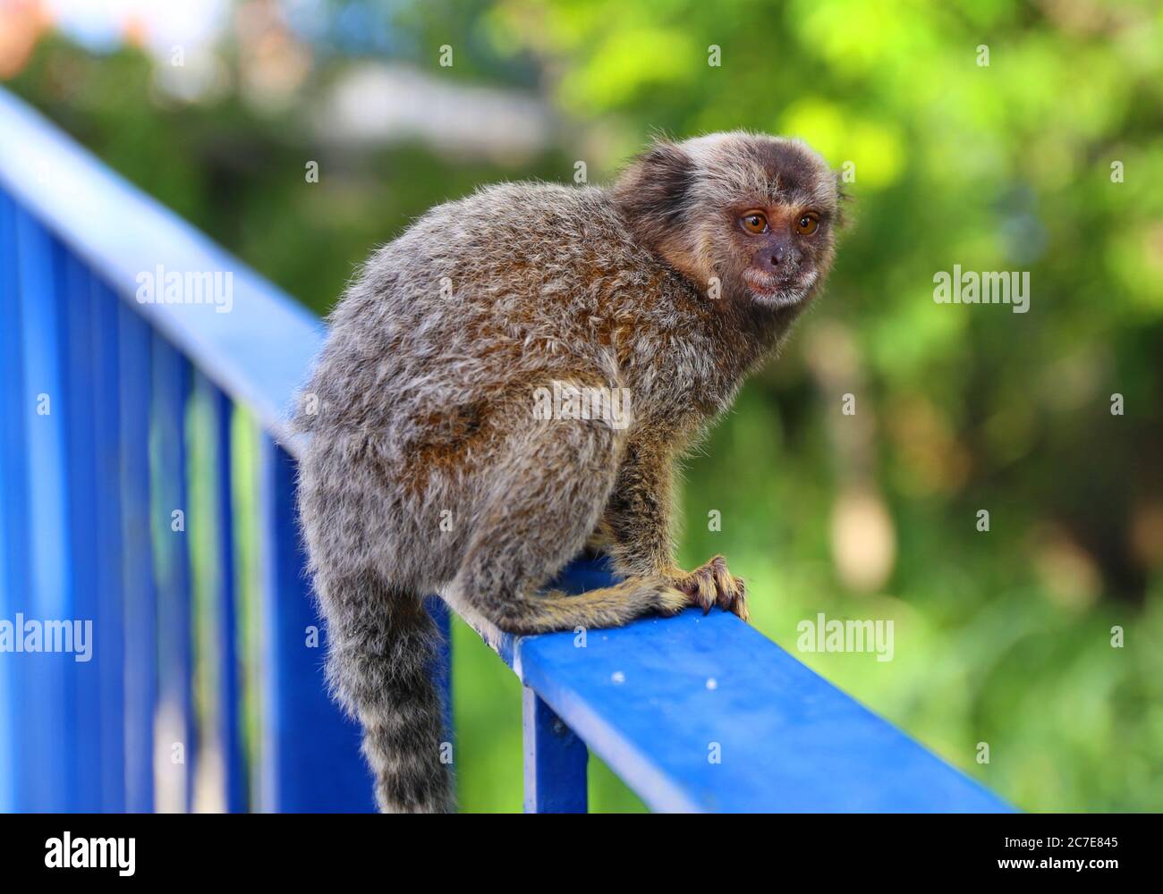 Small monkey in Rio de janeiro Stock Photo - Alamy