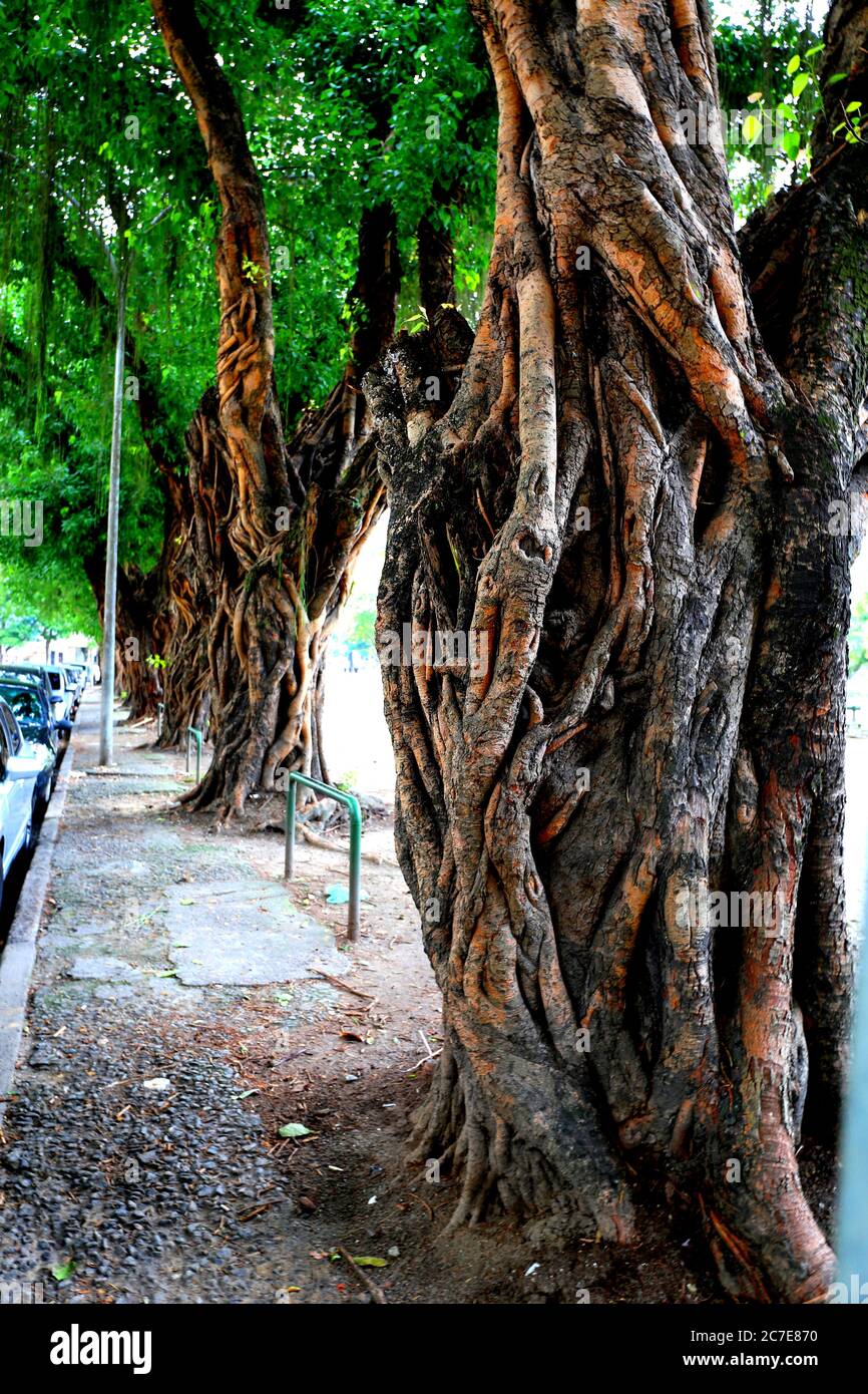 Tropical tree in Rio de Janeiro Stock Photo - Alamy