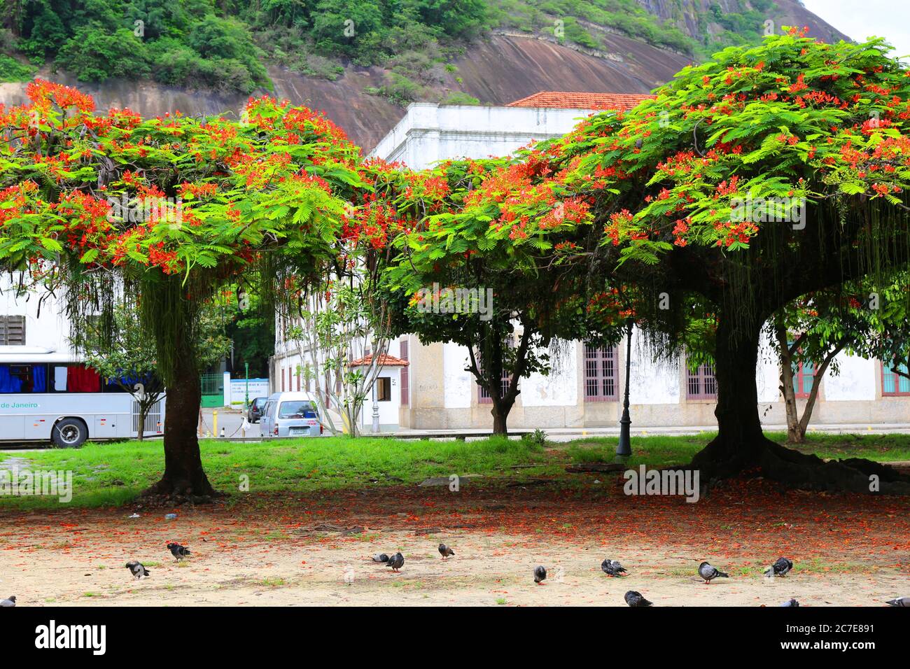 Tropical tree in Rio de Janeiro Stock Photo - Alamy