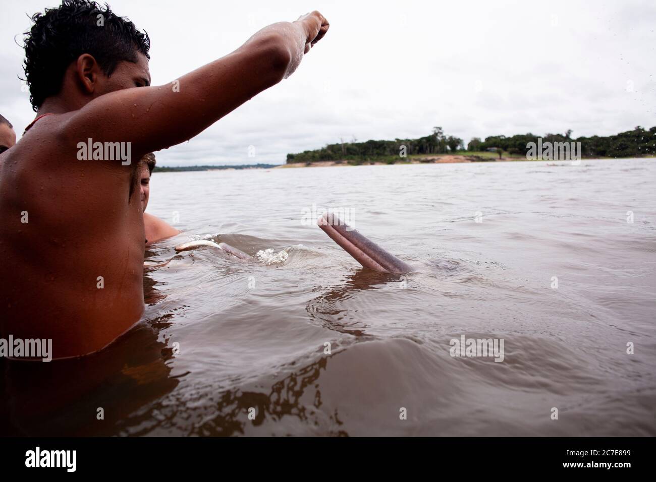 An Amazon river dolphin (pink dolphin) interacts with a swimmer in the ...